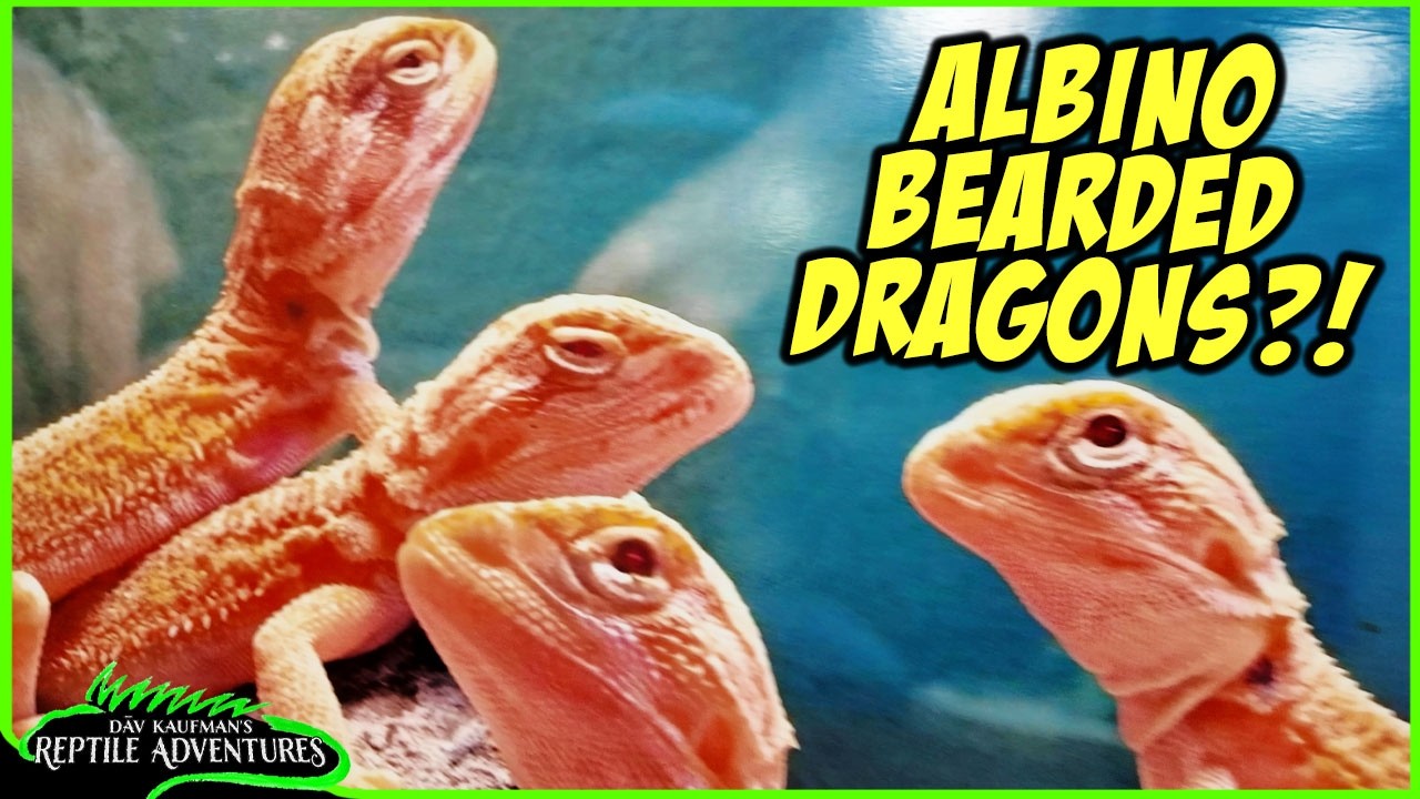 BEST BEARDED DRAGONS AT TINLEY PARK NARBC - March, 2025