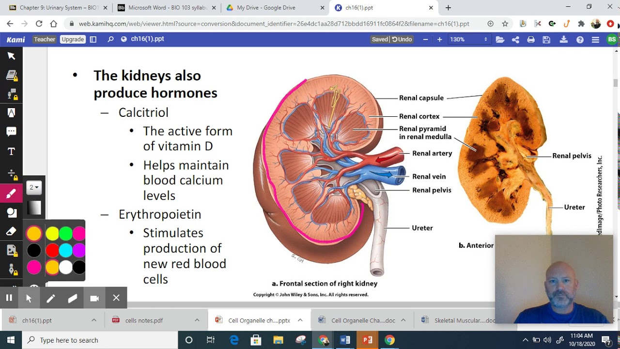 The Urinary System: Chapter 9