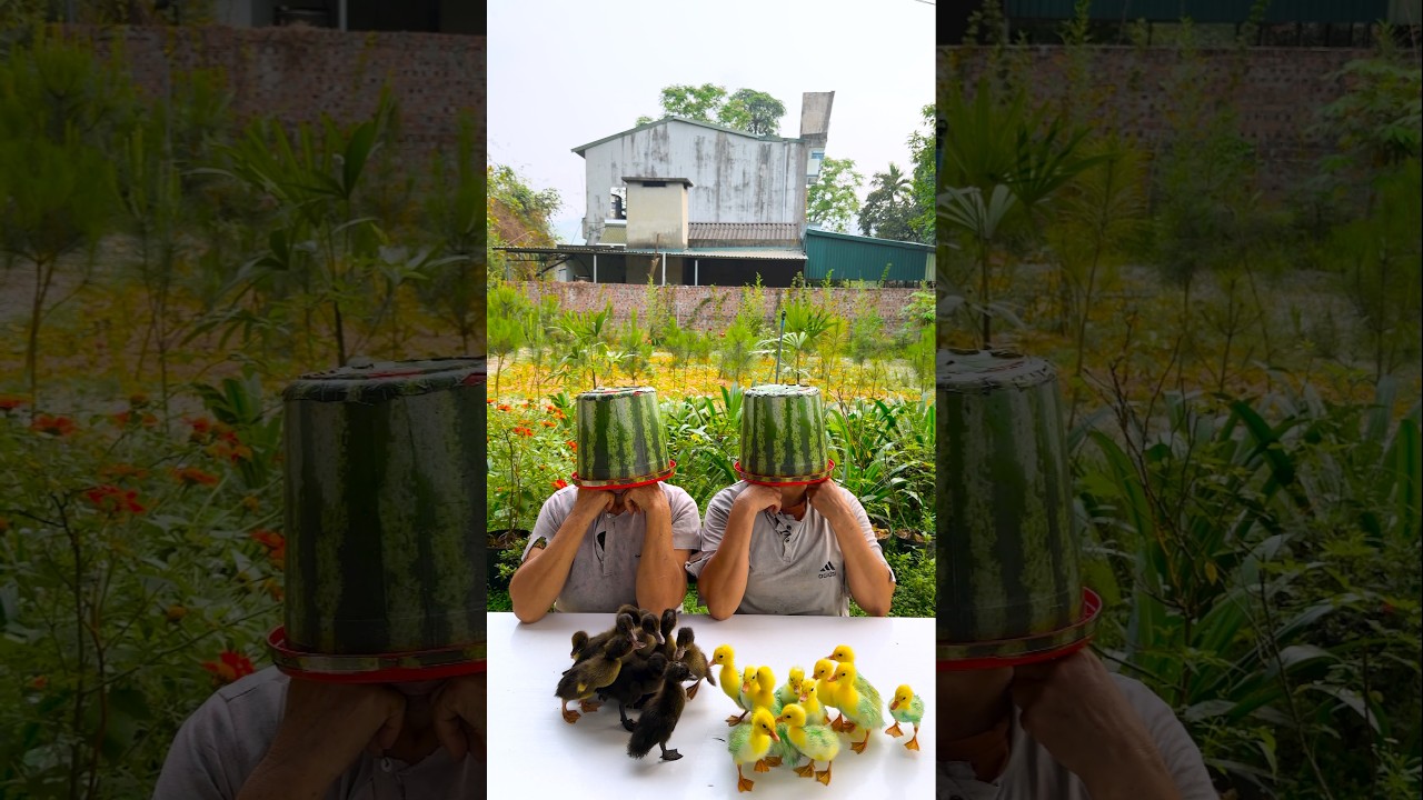 The two sisters are teasing each other in a super cute way 🐤🐤🦆🦆🐔🐔🦃🦃🐥👵👶🏻♥️👴 #shorts #cute