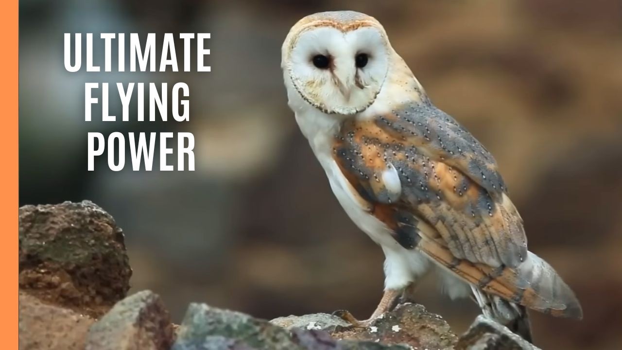 The World's Most Powerful Flying Birds | From Eagles to Hummingbirds
