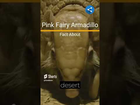 Fun Fact Pink Fairy Armadillo