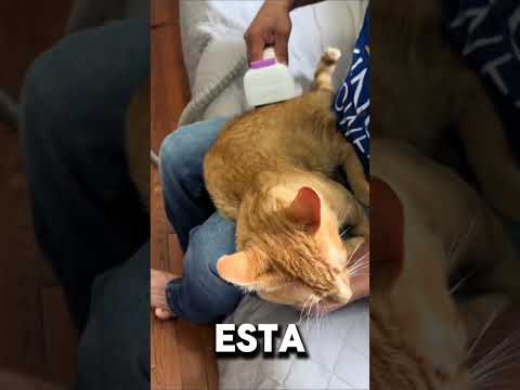 Pet Grooming Vacuum: Hair Cutter & Cleaner for Dogs & Cats #dogvacuum