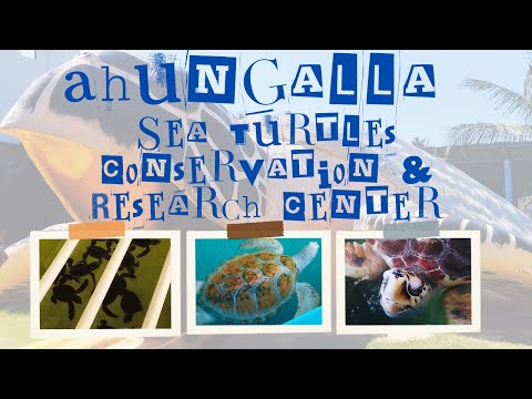 Ahungalla Sea Turtle Conservation and Research Center #travelinza #seaturtles #srilanka 🐢♥️🇱🇰