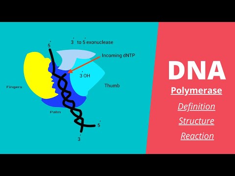 DNA Polymerase Definition | DNA Polymerase Structure |DNA Polymerase Reaction |The Science Info