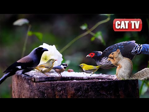 CAT TV | Dueling Birds and Squirrels Compilation: Nature's Feathery and Furry Showdown! 🐦🐿️ Dog TV