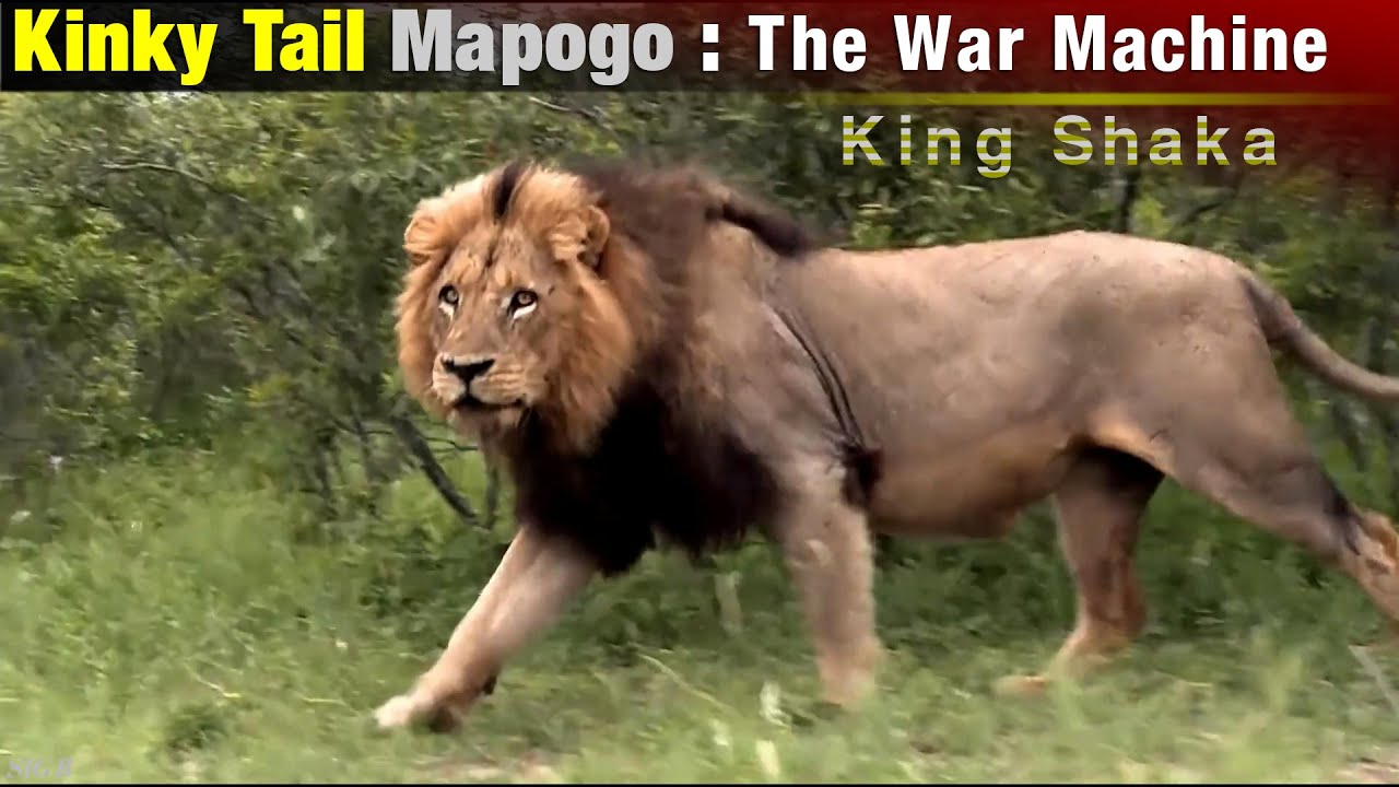 The Rise and Fall of Kinky Tail: A Tale of the Mapogo Lions | Galaxy.ai