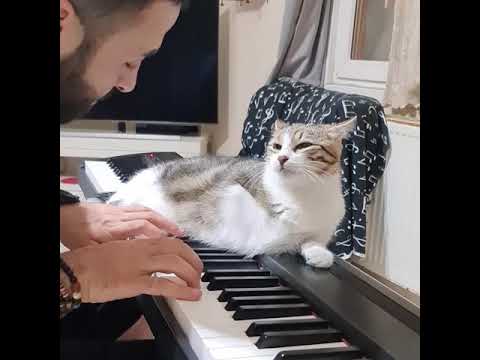 Happy Caturday | bluebird of bitterness