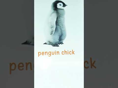 young ones with spelling #penguinchick #youngones #shorts #firstlearning #school #read #learning