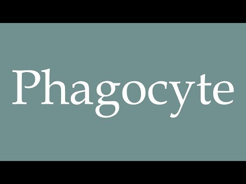How to Pronounce ''Phagocyte'' Correctly in French