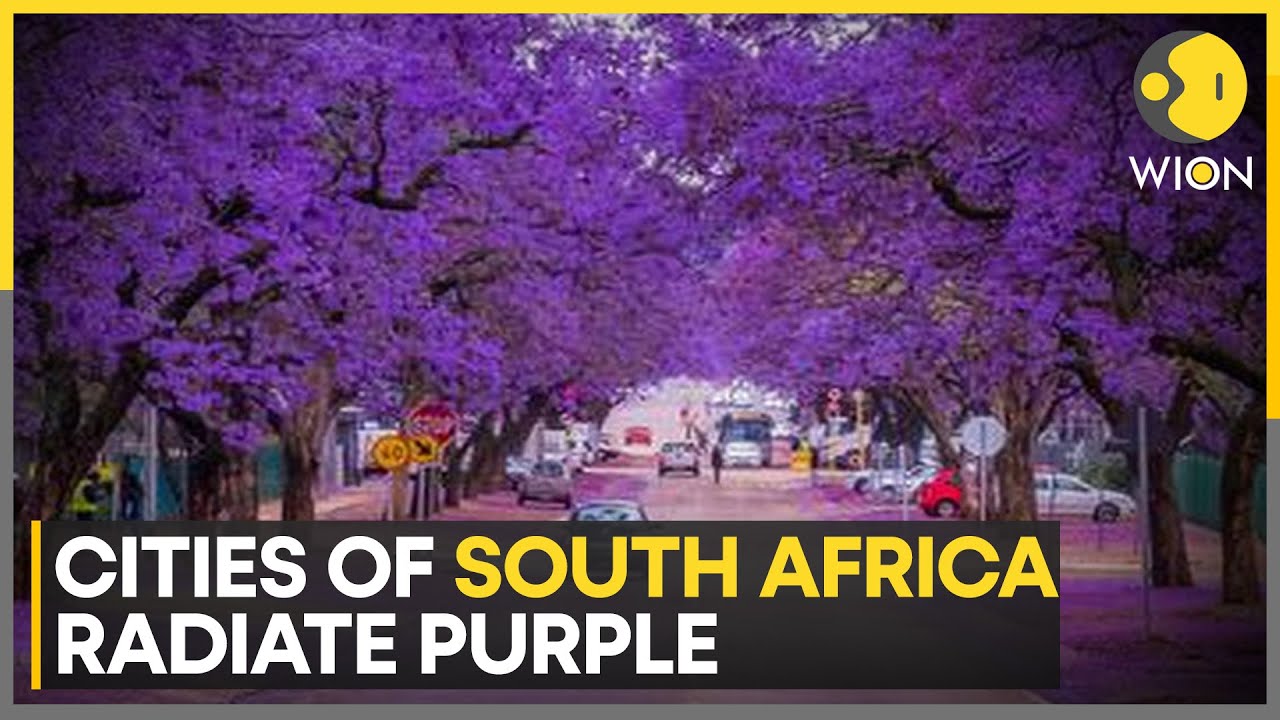 South Africa: Streets Awash With Jacaranda Flowers | World News | English News | WION