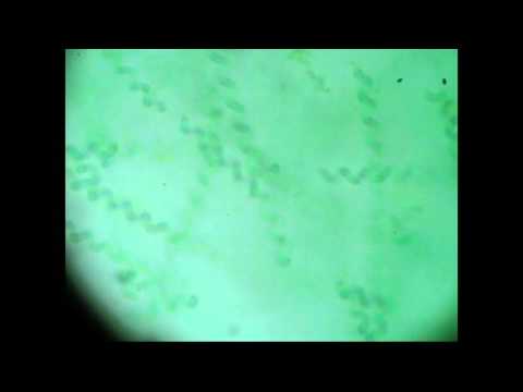 PL1: CYANOBACTERIA & OXYGEN IN THE ATMOSPHERE