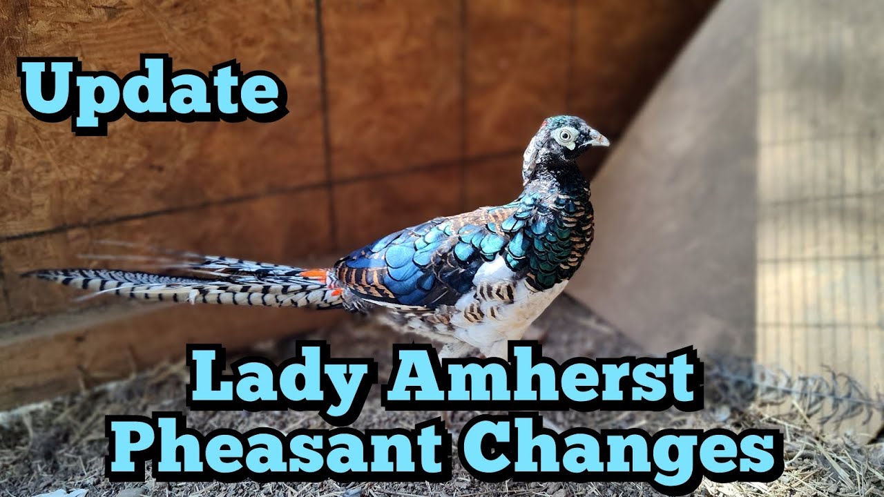 Lady Amherst Pheasant Transition -Update