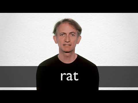 RAT definition and meaning | Collins English Dictionary