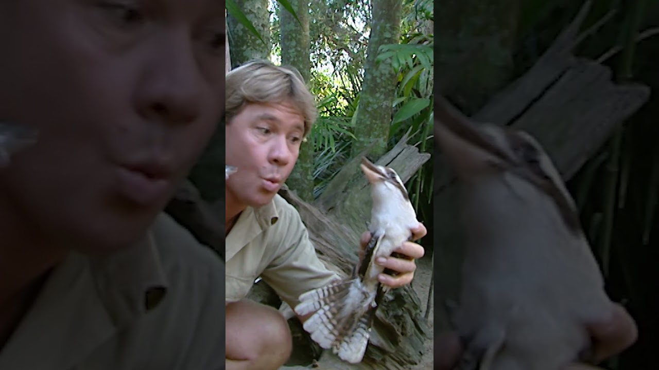 Steve Irwin ensures that every member of the zoo family gets along!