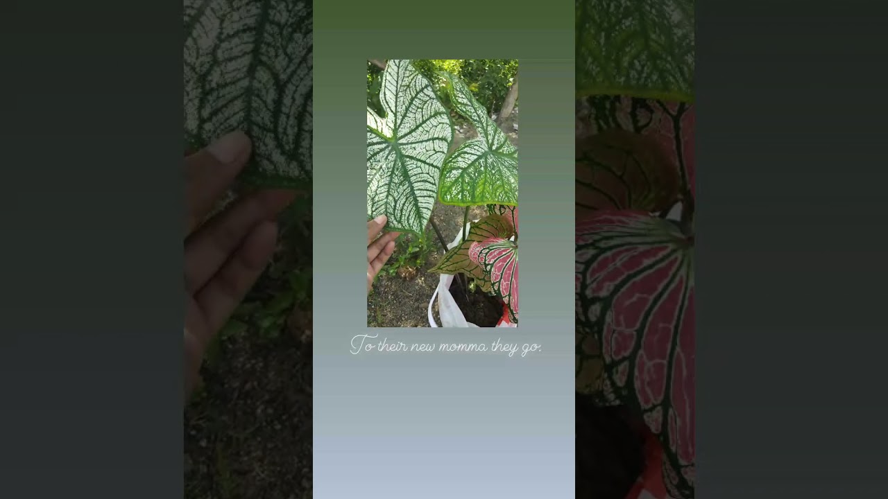 Very Pretty White Christmas & Thai Beauty Caladiums