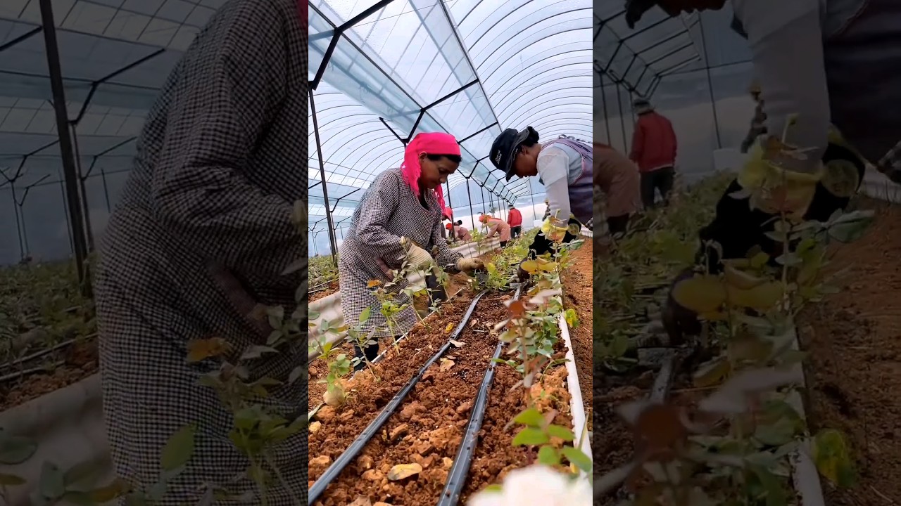 Rose Farming Techniques #satisfying #shot