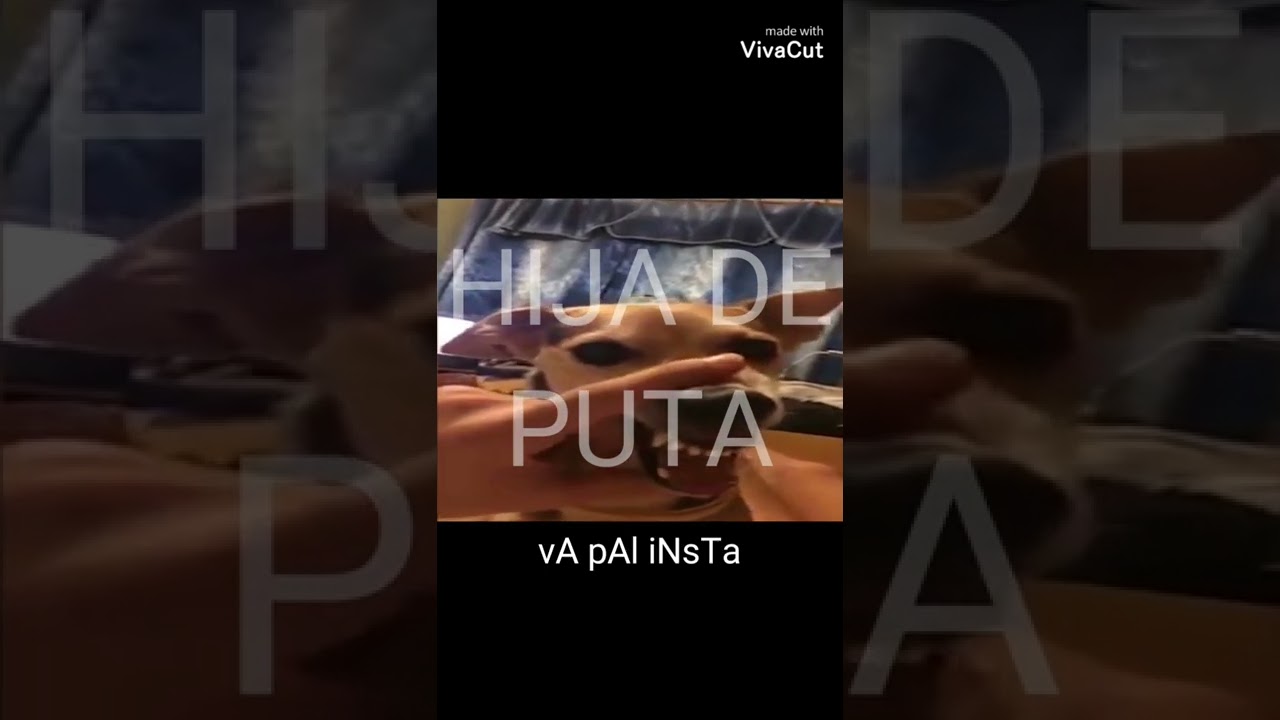 aY pErO qUe LiNdO pErRo