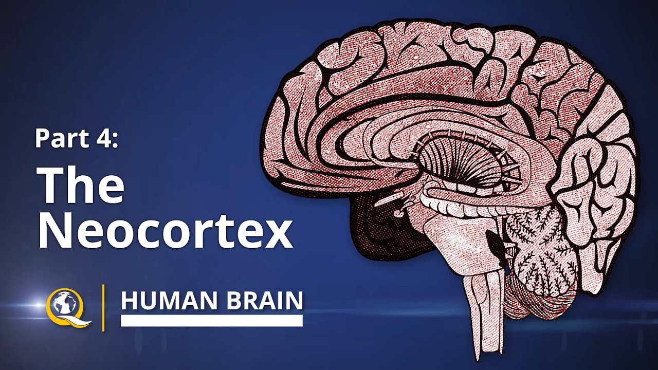 Neocortex - Human Brain Series - Part 4