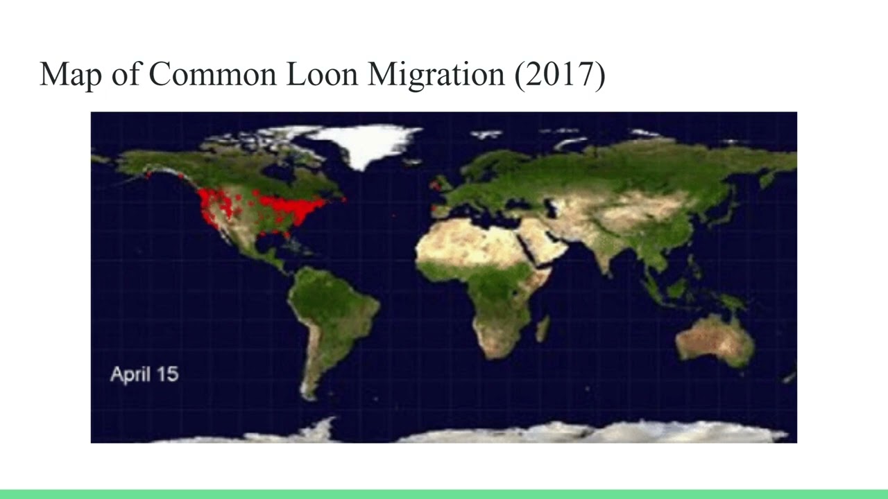 eBird project - common loon migration map