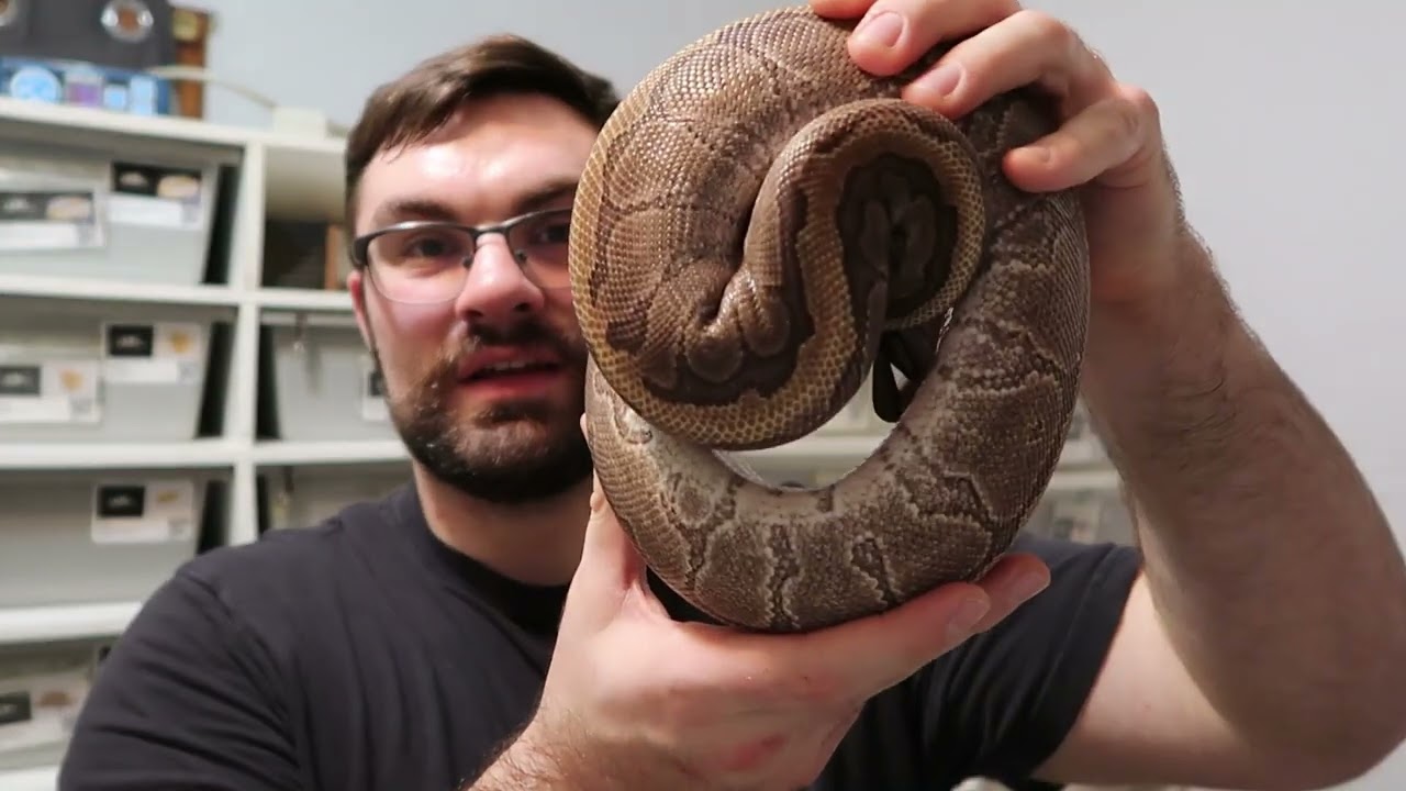 Blue Eyed Lucy BALL PYTHON BREEDING Project #1