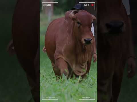 π΄ RED BRAHMAN Cattle Breed β
#bulls #brahman #cows