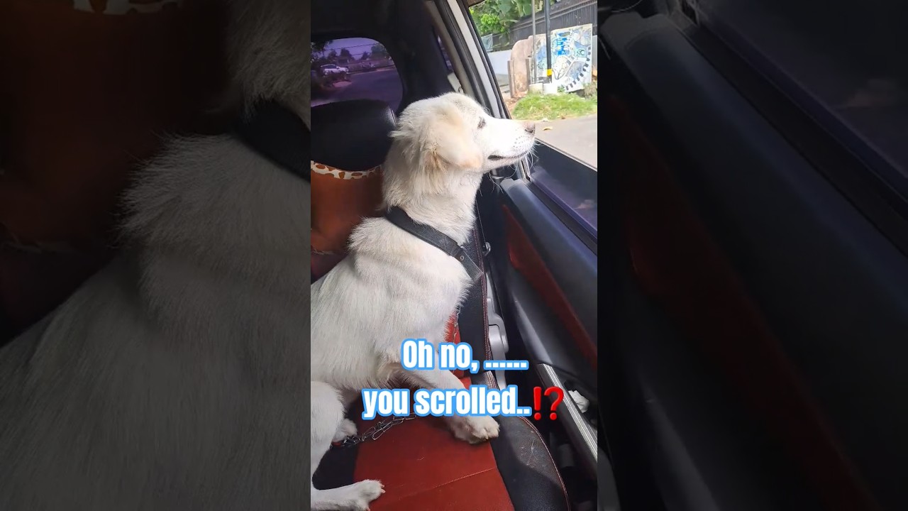 Oh.. nooooo #trending #speakpug #youtubeshorts #dogshorts #doggielife #rich #scroll #success #4k