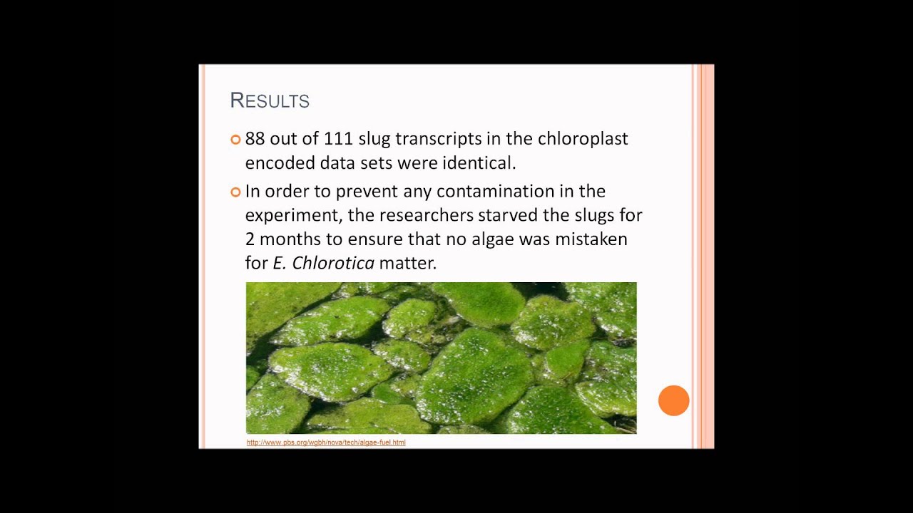Group A18, Acquisition of photosynthetic chloroplasts from algae in the Elysia chlorotica