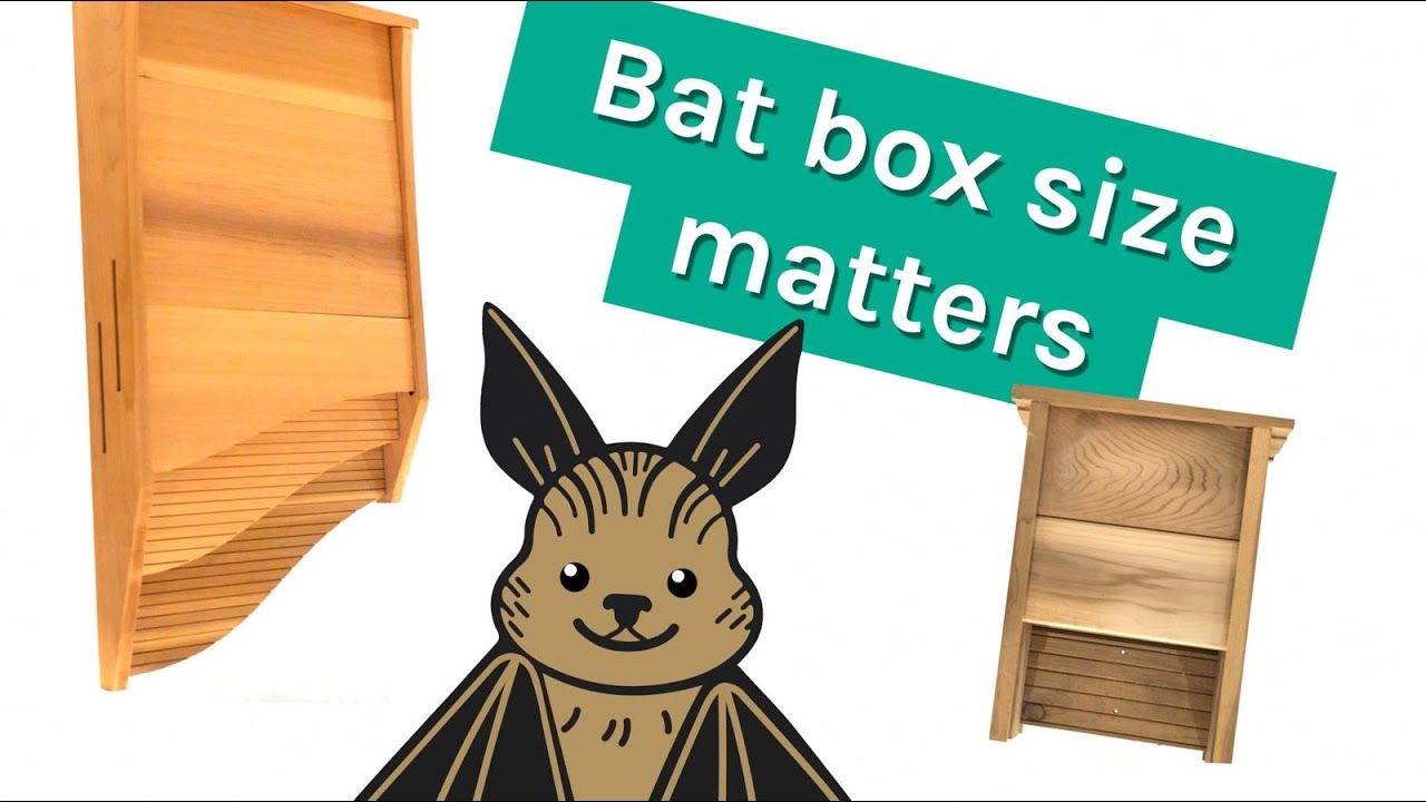 The size of your bat house matters - Here's why
