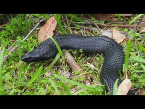 Red Belly Black snake