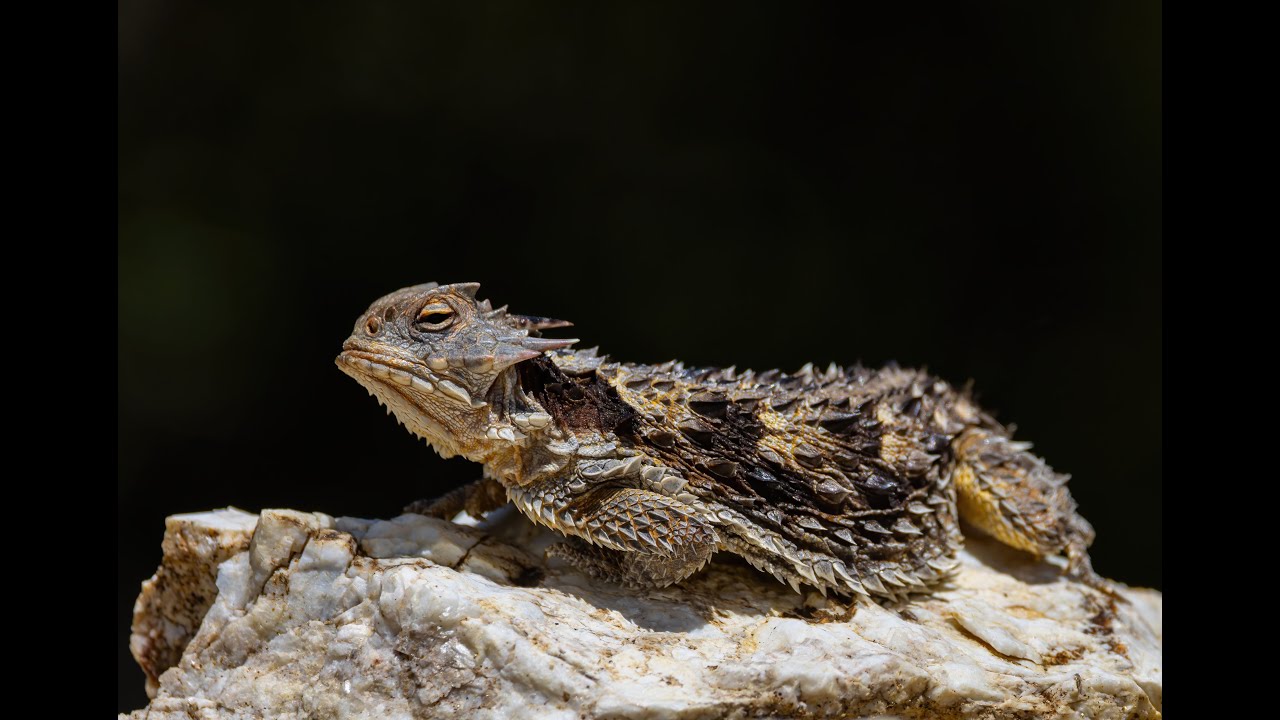 Reptiles of Southern California (4K UHD)