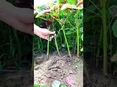 Amaranth Do You Grow This Vegetable? #satisfying #shortsvideo