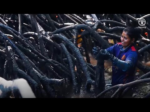 The CFI in action: Ecosystem Approach to Fisheries (EAF)