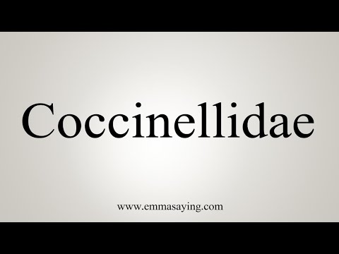 How To Say Coccinellidae