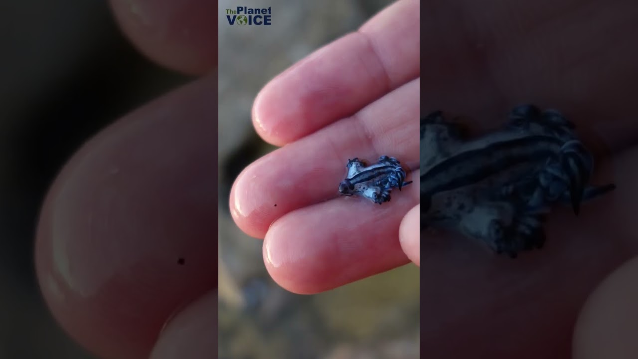 Why The Blue Dragon Is The Most Terrifying Creature On Earth