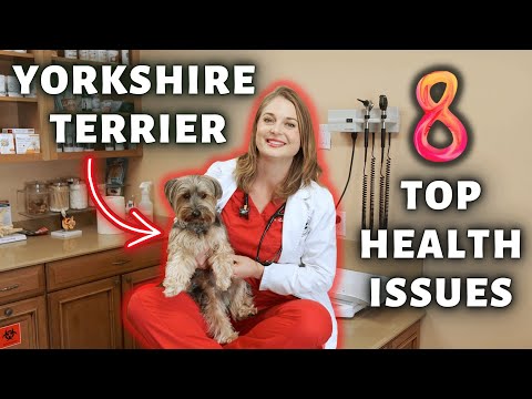 8 Health issues of Yorkies? | Veterinary approved