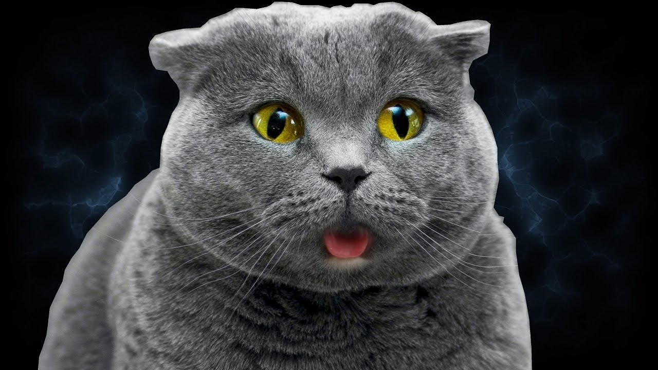 Annoying cat sounds with meowing and whining