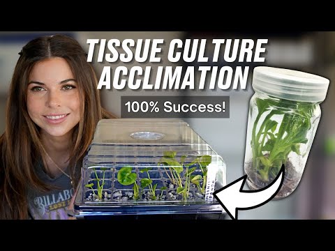 How to Acclimate Tissue Culture Plants