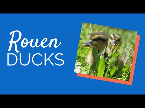 Rouen Ducks | Chickens For Backyards