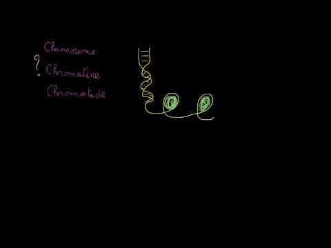 Chromosomes, chromatides, chromatine, etc