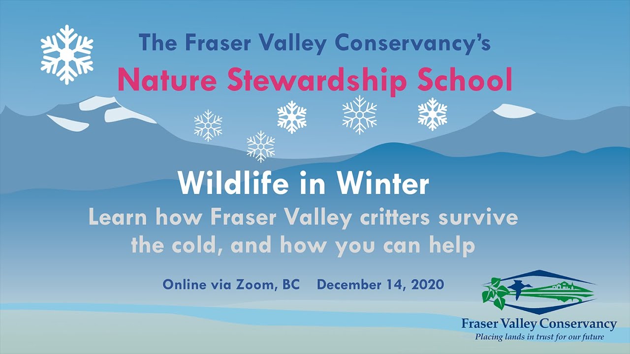 Wildlife in Winter Webinar