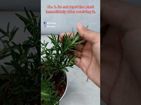 Why Rosemary Plants Die - Avoid These 4 Mistakes
