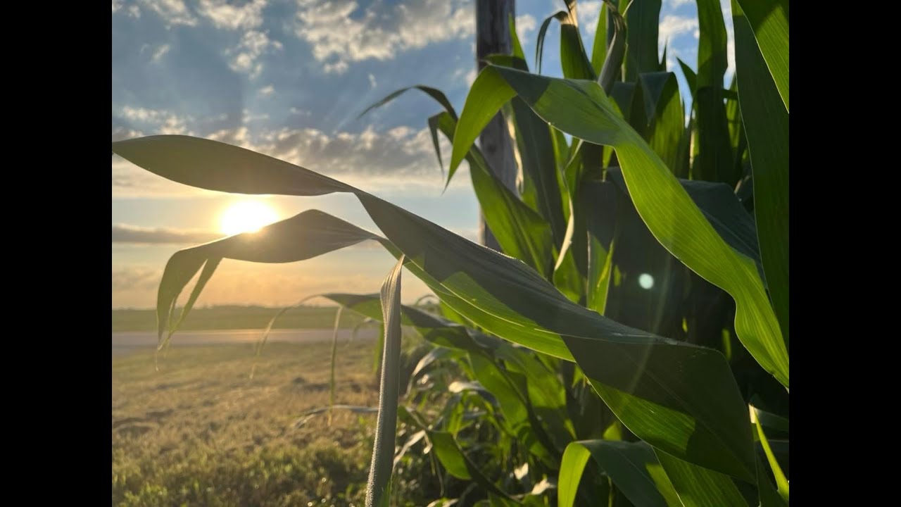 USDA September 2022 Crop Report