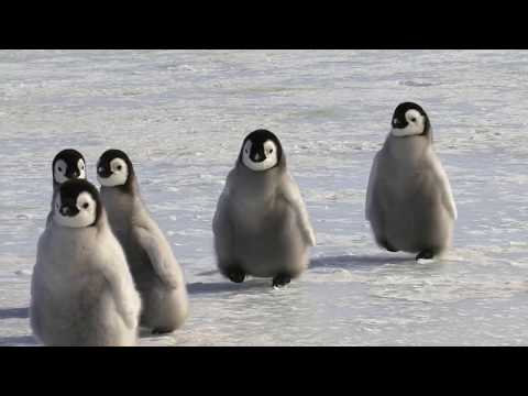 #WildlifeWednesday 🐧 The CUTEST penguin chicks!