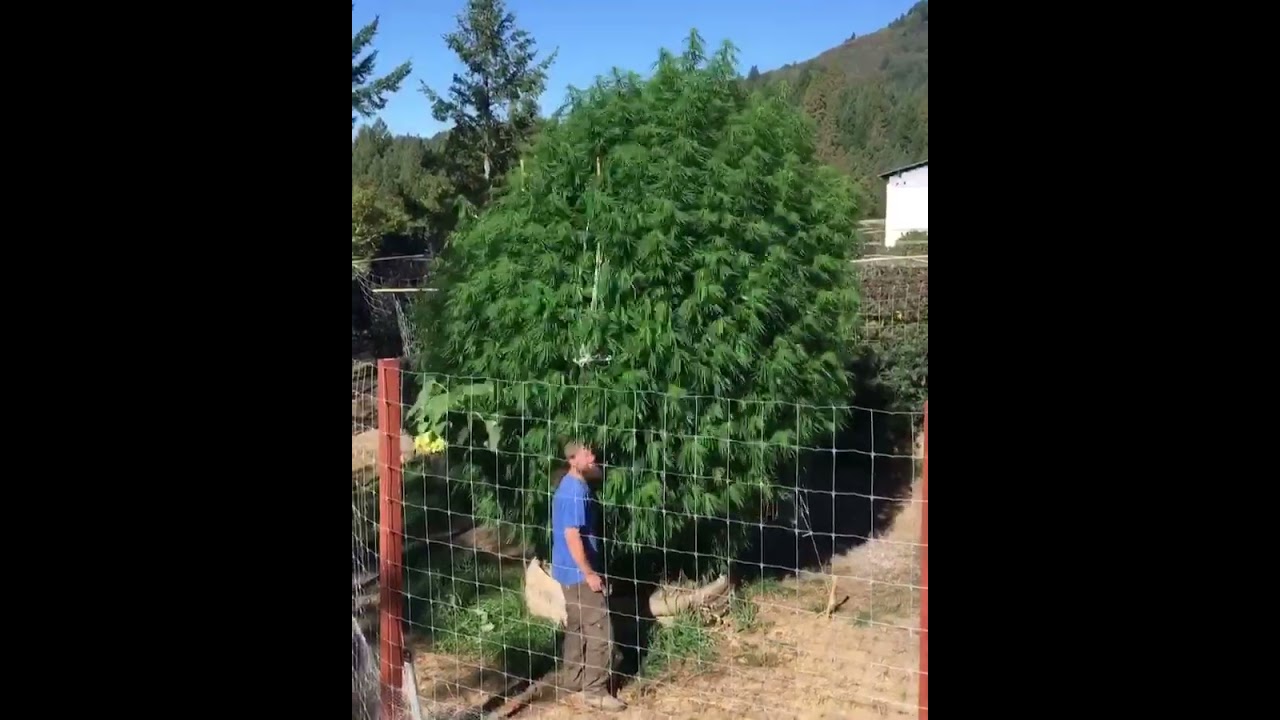 Giant Cannabis Sativa grown in California