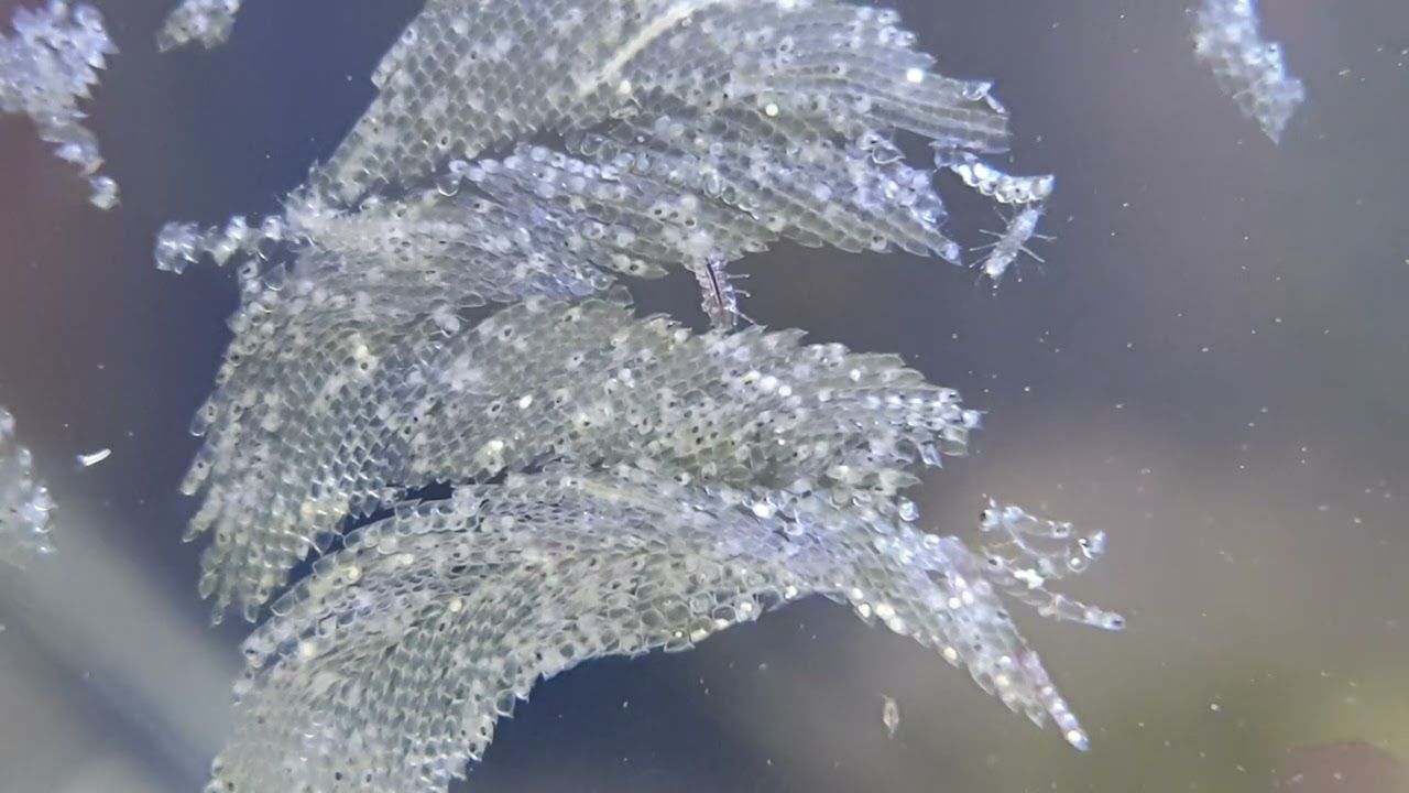 gammarus(?) eat Nassarius Snail eggs (1/3)