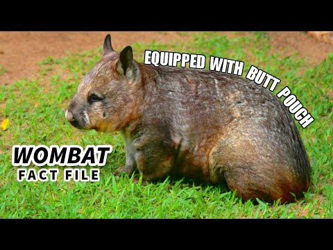 Wombat Facts: they have a BUTT POUCH | Animal Fact Files