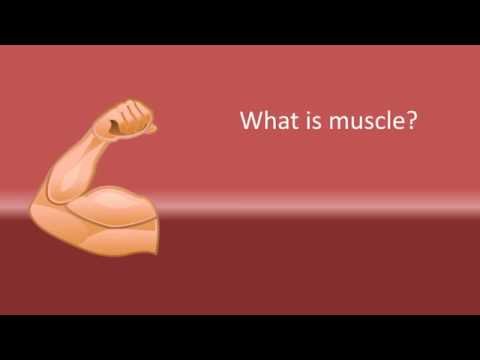 What is muscle ?