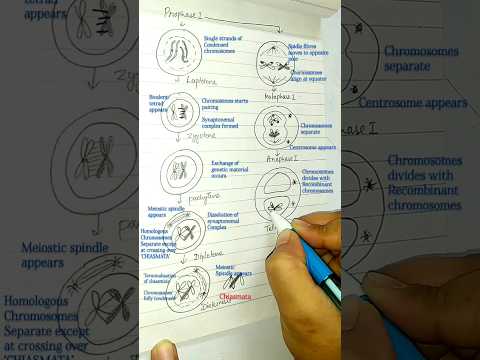 Meiosis easy diagram(part-1)#howtodraw#easysteps#mitosis#meiosis-l #cellcycleandcelldivision#class11