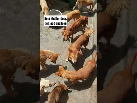 The Truth About Shelter Dogs-Why They Deserve Your Love? #secondchances