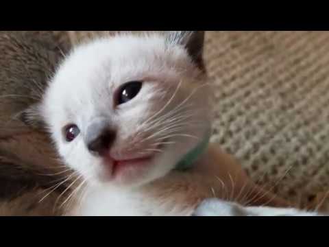 Siamese Kittens, Applehead, Traditional, Seal Point, Beautiful Dreamers!